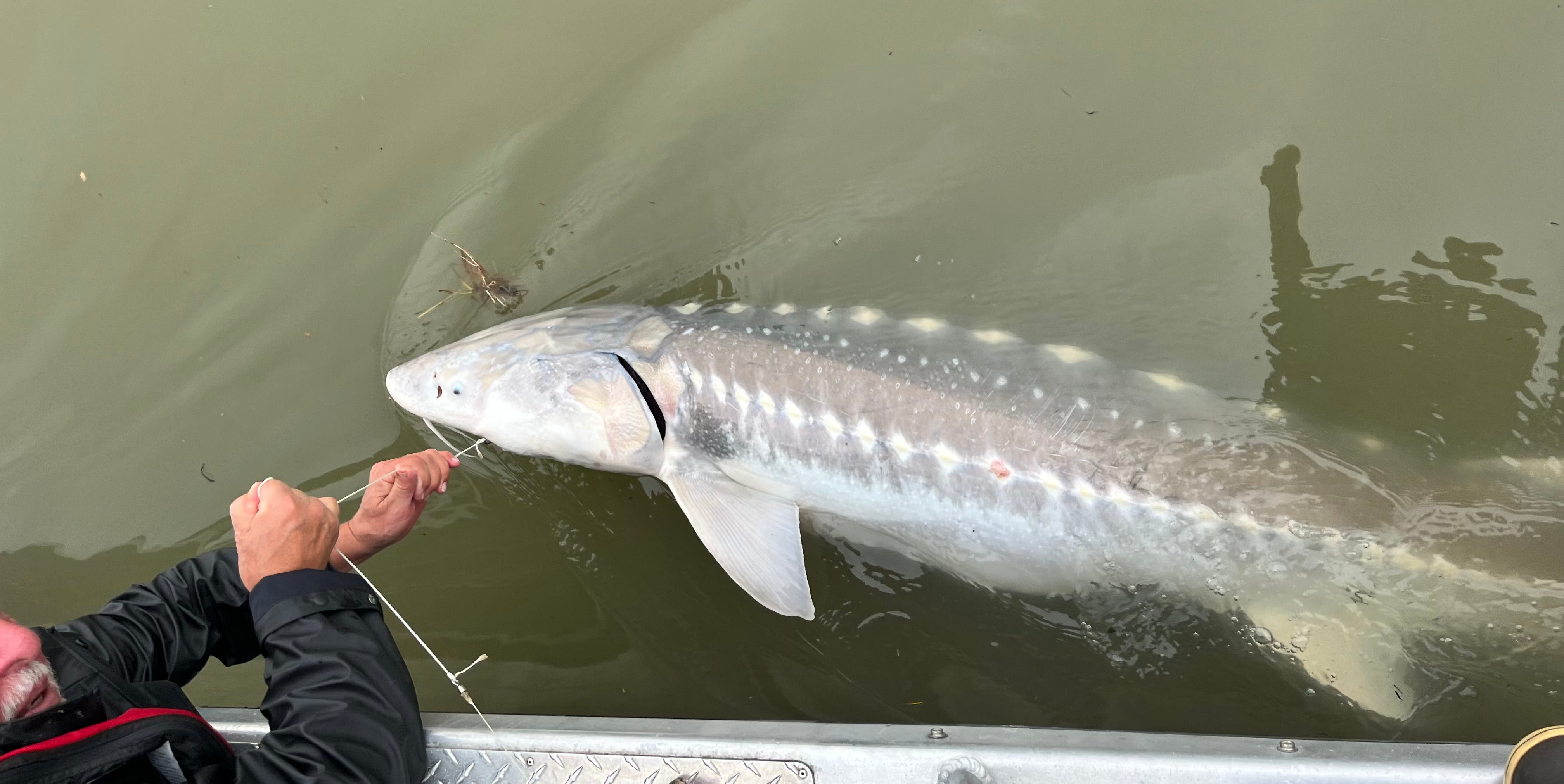 Fraser River Sturgeon Fishing Report - October 25, 2024 | Late October ...